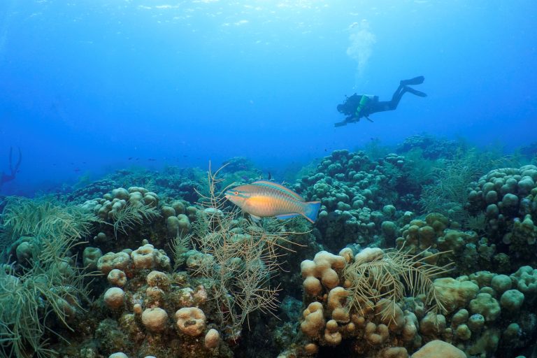 GCRMN – Global Coral Reef Monitoring Network