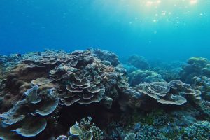 GCRMN – Global Coral Reef Monitoring Network