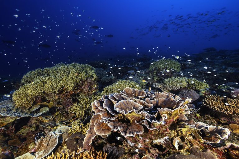 GCRMN – Global Coral Reef Monitoring Network