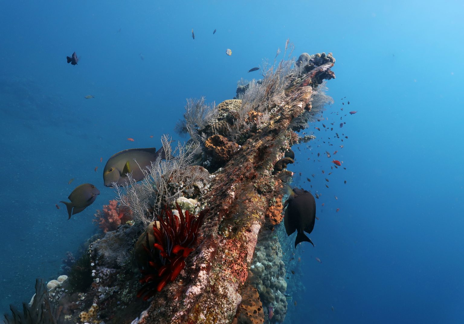 GCRMN – Global Coral Reef Monitoring Network
