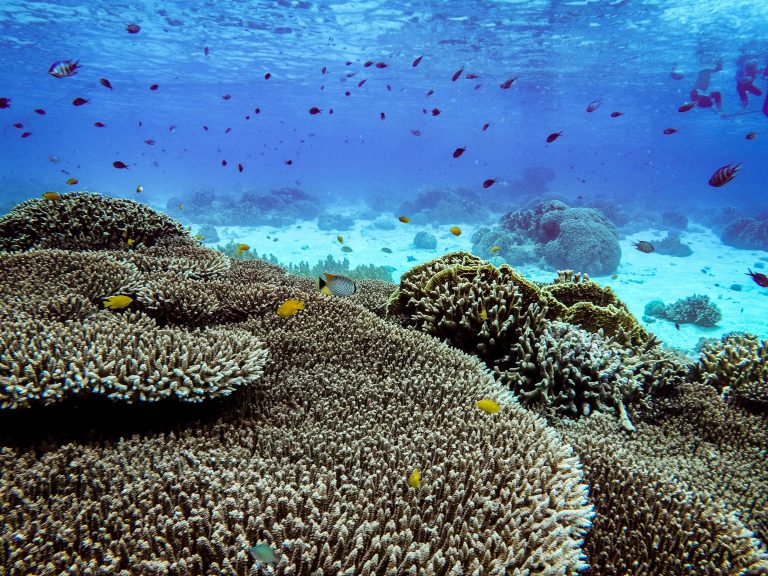GCRMN – Global Coral Reef Monitoring Network