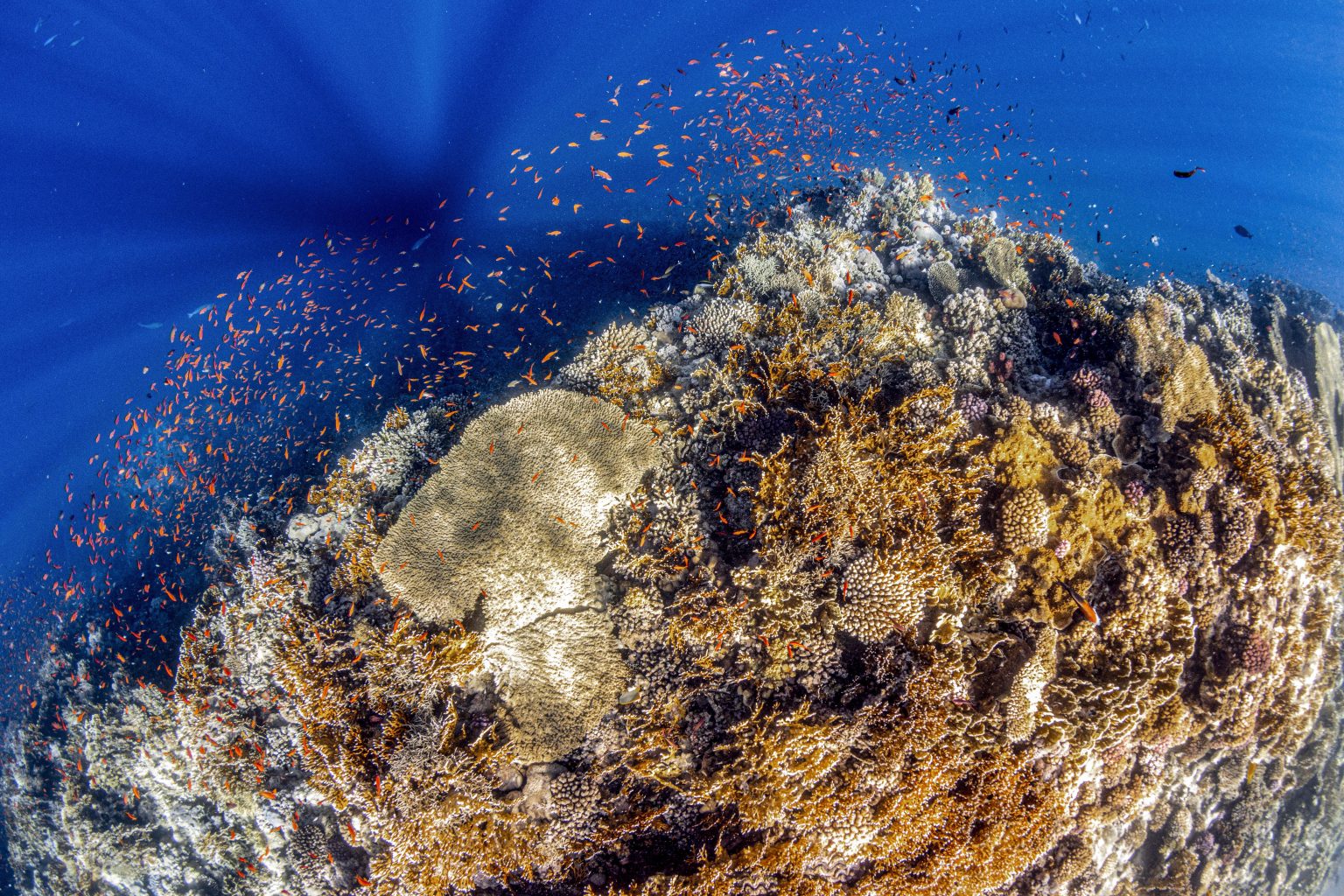 A Guide to Large-Area Imaging for Coral Reef Monitoring, Research and ...