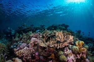 GCRMN – Global Coral Reef Monitoring Network