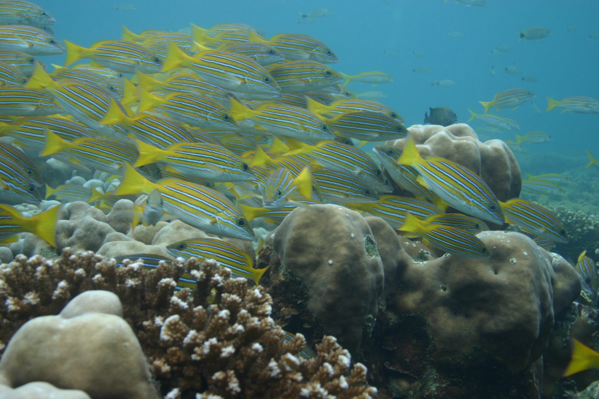 GCRMN – Global Coral Reef Monitoring Network