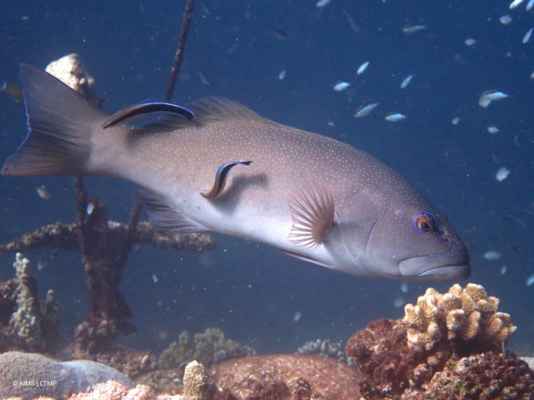 GCRMN – Global Coral Reef Monitoring Network