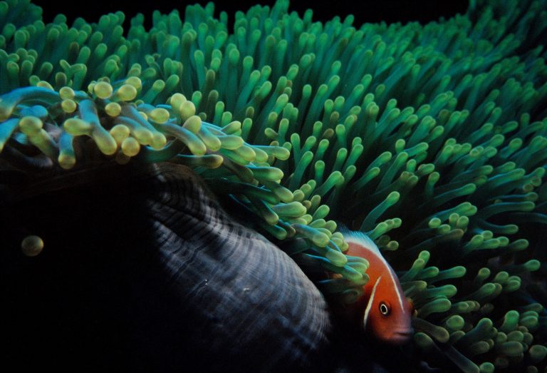 GCRMN – Global Coral Reef Monitoring Network