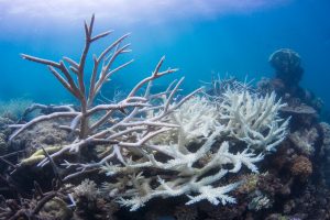 GCRMN – Global Coral Reef Monitoring Network