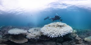 GCRMN – Global Coral Reef Monitoring Network