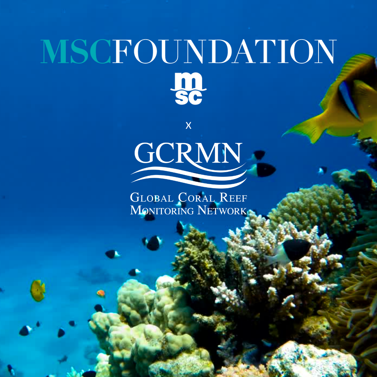 The MSC Foundation Supports the Global Coral Reef Monitoring Network’s ...